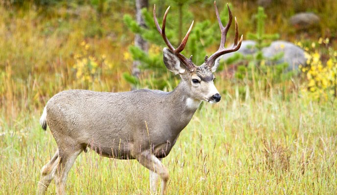 5 Unique Animals Inhabiting the Wasatch Front - Seven Slopes