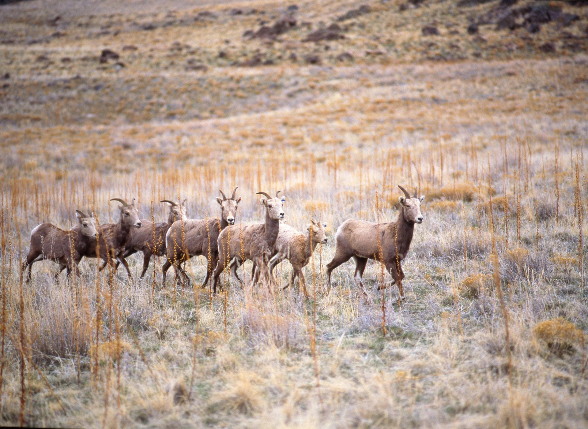 4 Best Places to Spot Wildlife in Utah - Seven Slopes