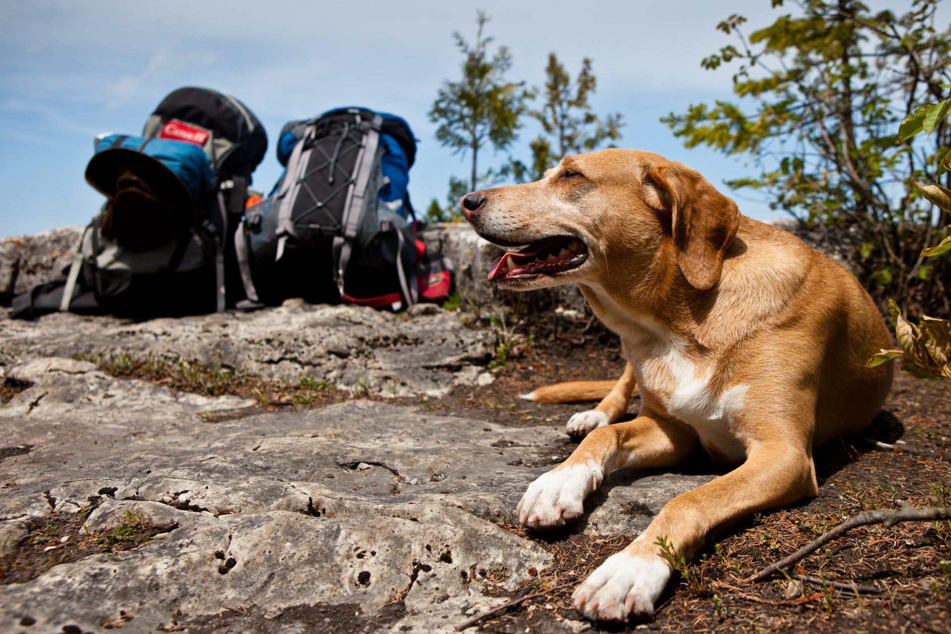 Pet-Friendly Hikes in Utah - Seven Slopes